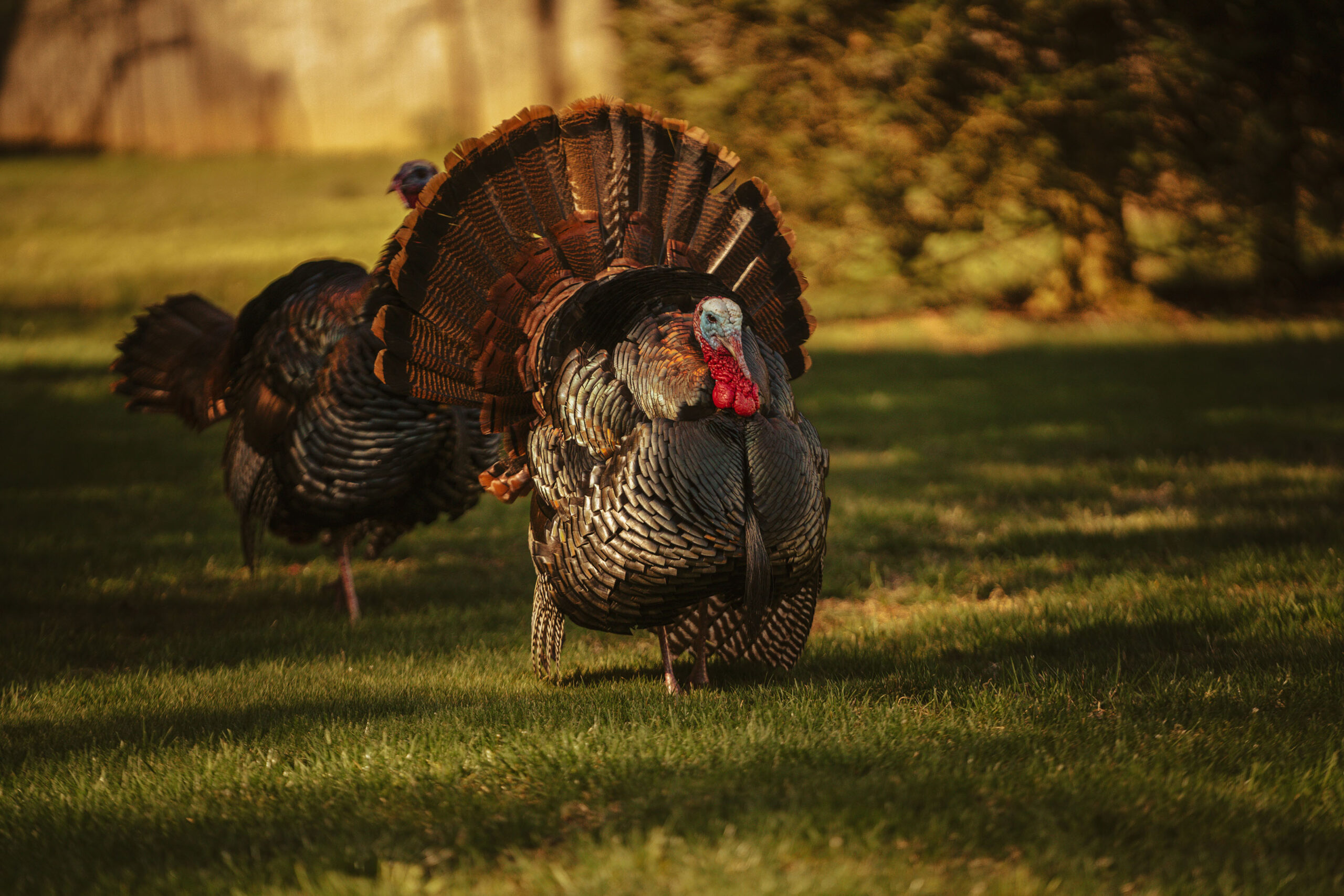 Going Organic Cold Turkey Blevins Creative Group Inc going-organic-cold-turkey-blevins-creative-group-inc